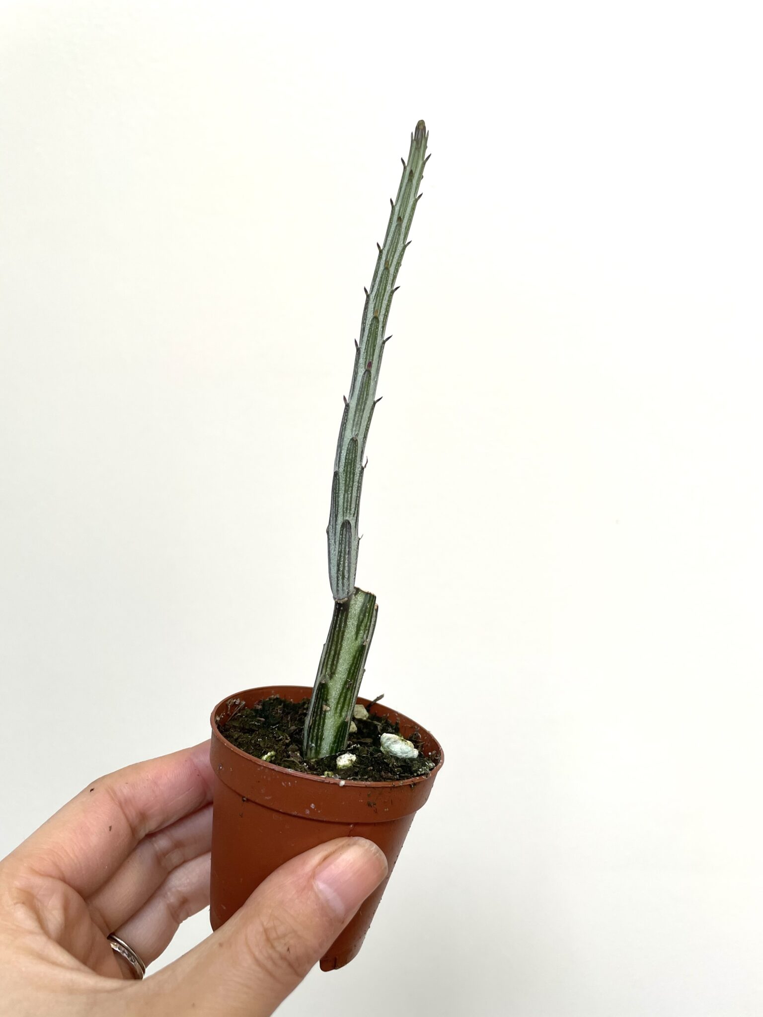 Senecio Stapeliiformis (Pickle Cactus) - Rule of Green Thumb