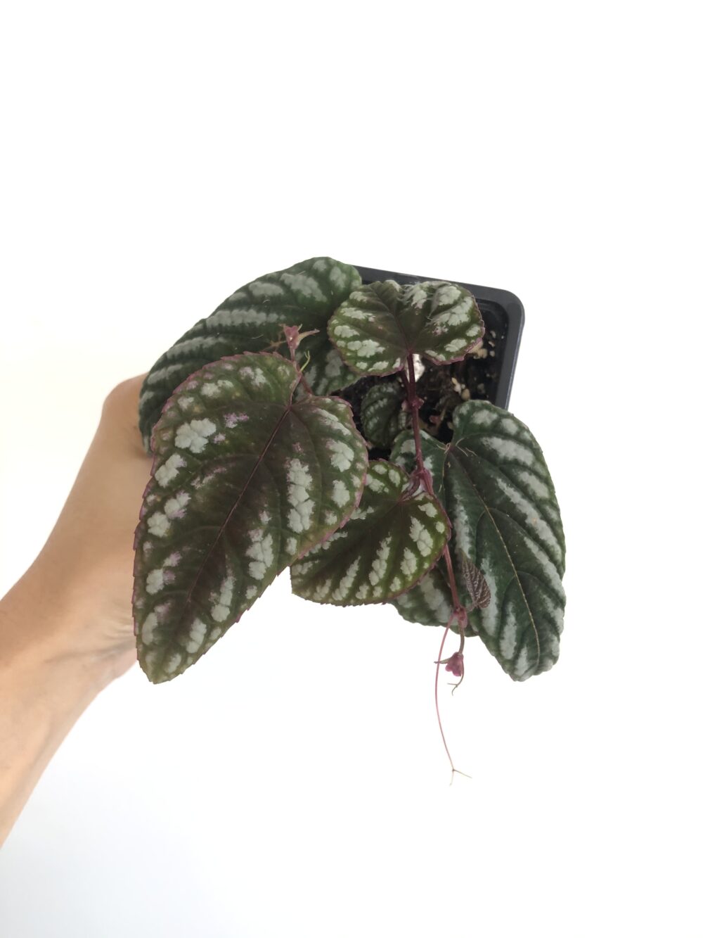 Plant: Cissus Discolor - Rule of Green Thumb