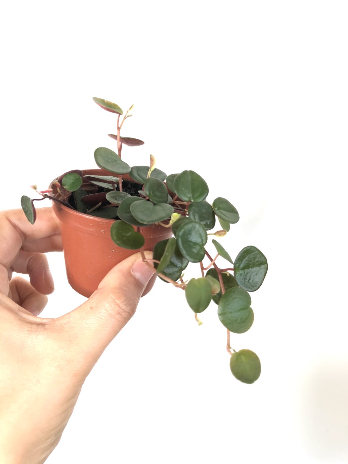 Plant: Peperomia “Ruby Cascade” - Rule of Green Thumb