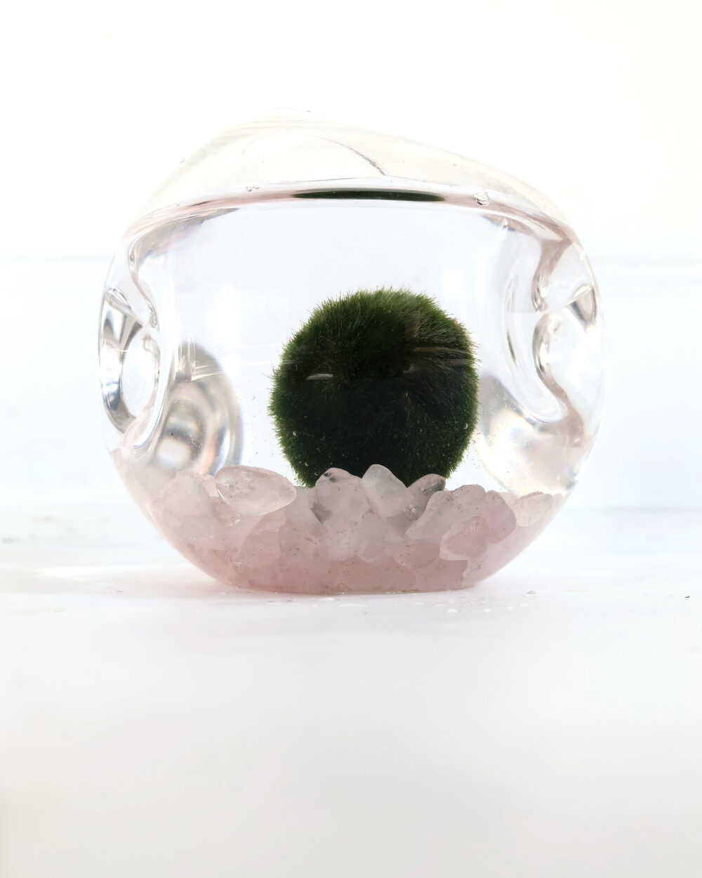 Marimo Kit with Bowl and Quartz - Rule of Green Thumb