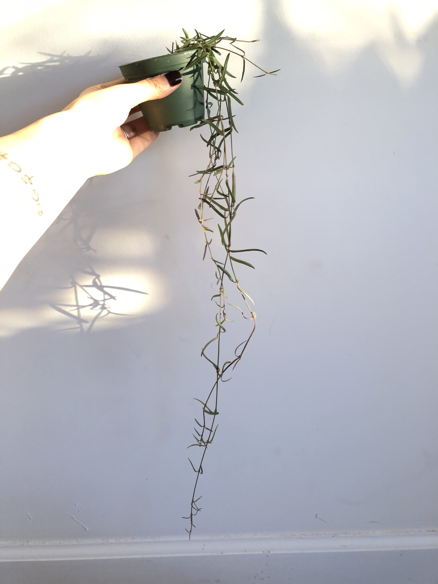 String of Needles Ceropegia Linearis Long - Rule of Green Thumb