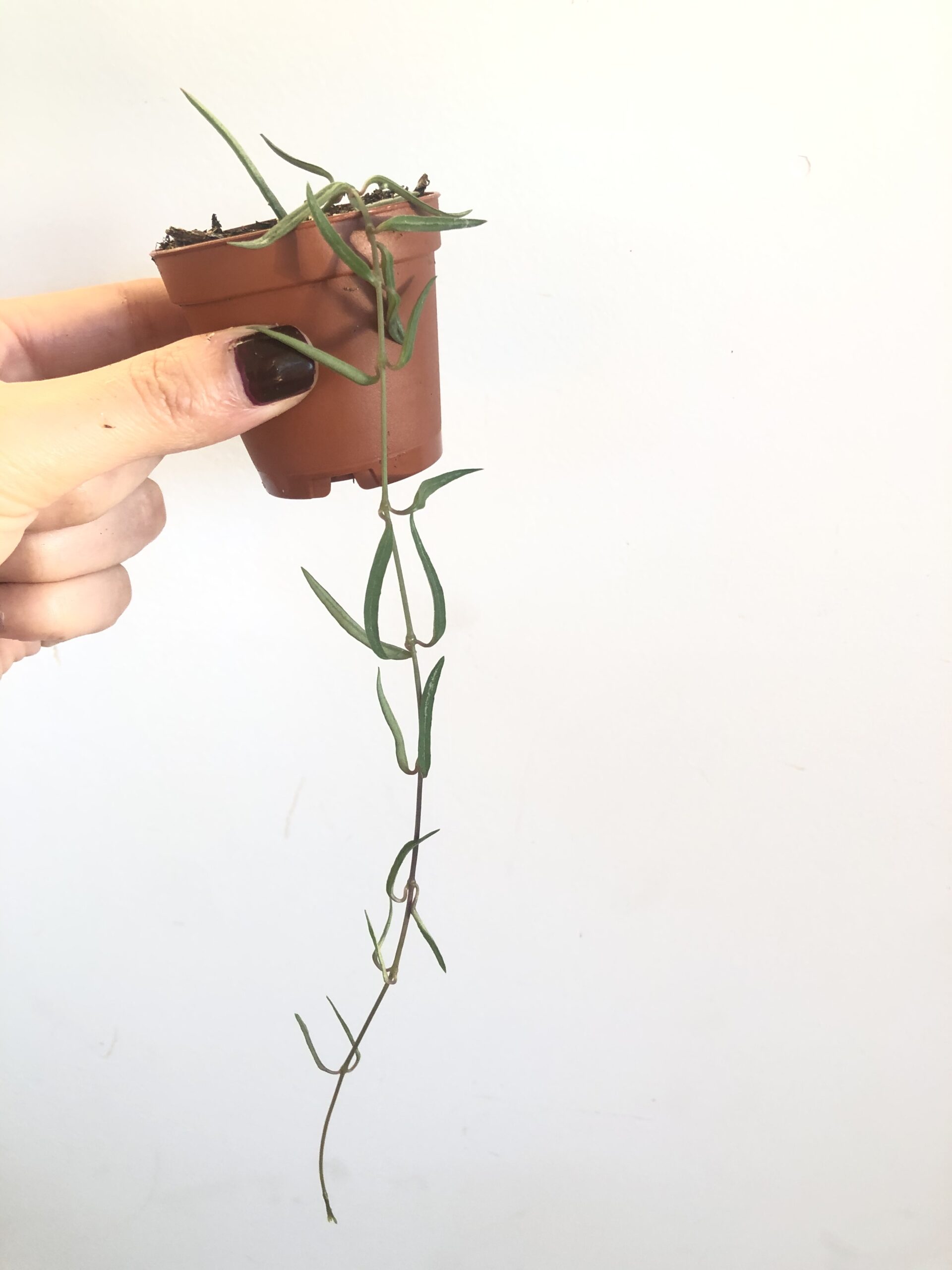 String of Needles Ceropegia Linearis S – Rule of Green Thumb