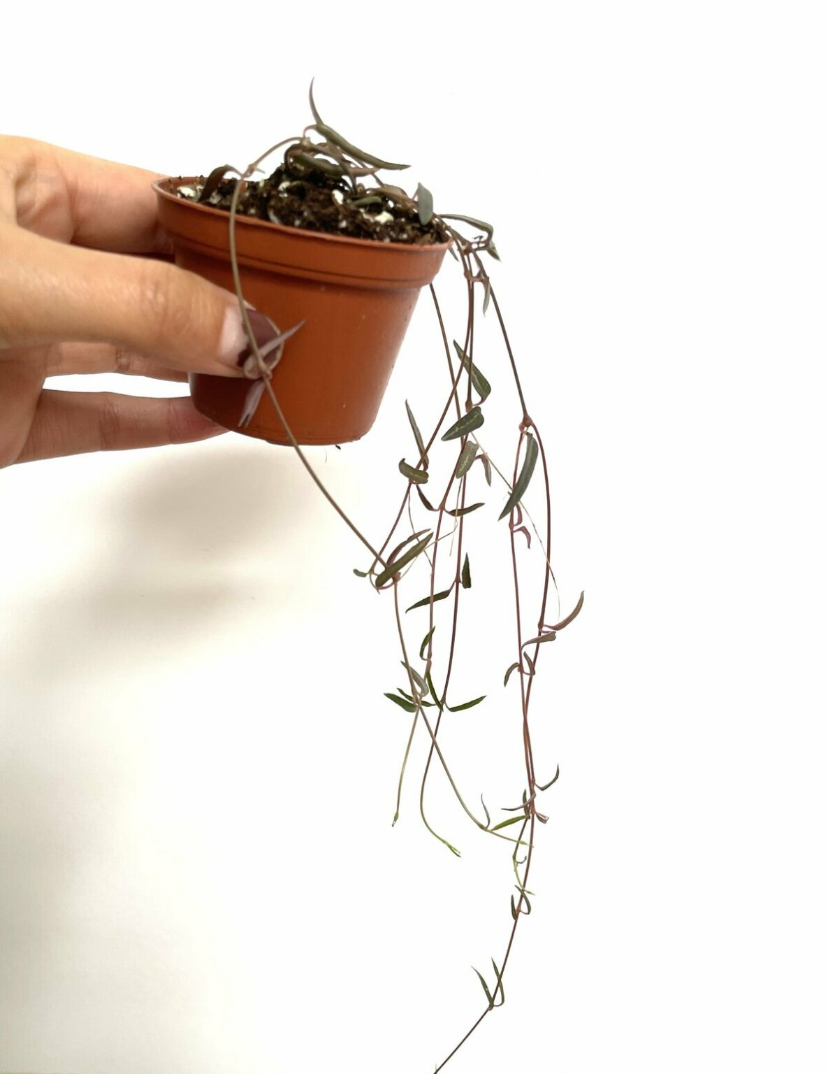 String of Needles Ceropegia Linearis 1 - Rule of Green Thumb