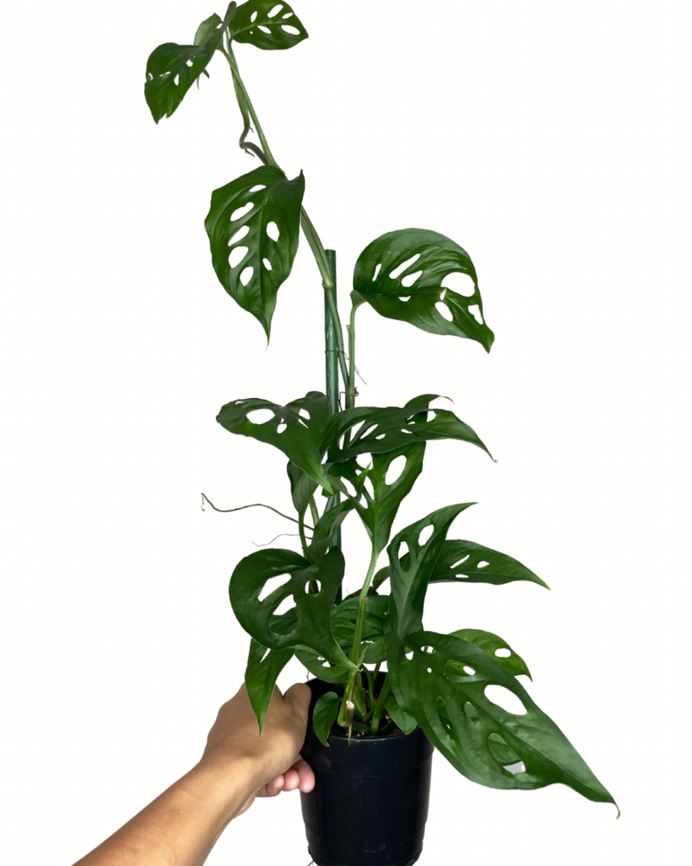 Monstera Adansonii Trailing A - Rule of Green Thumb