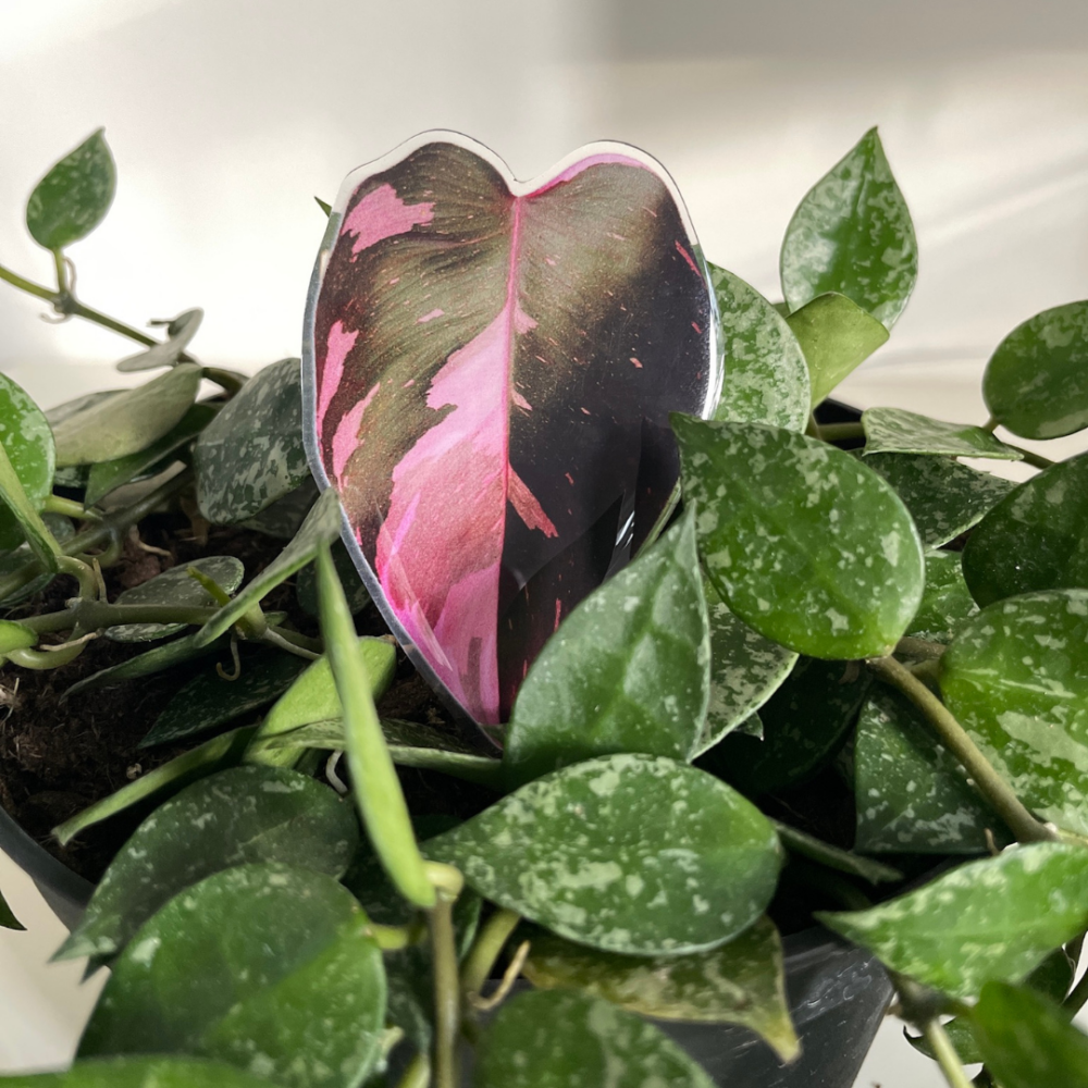 All products - Rule of Green Thumb